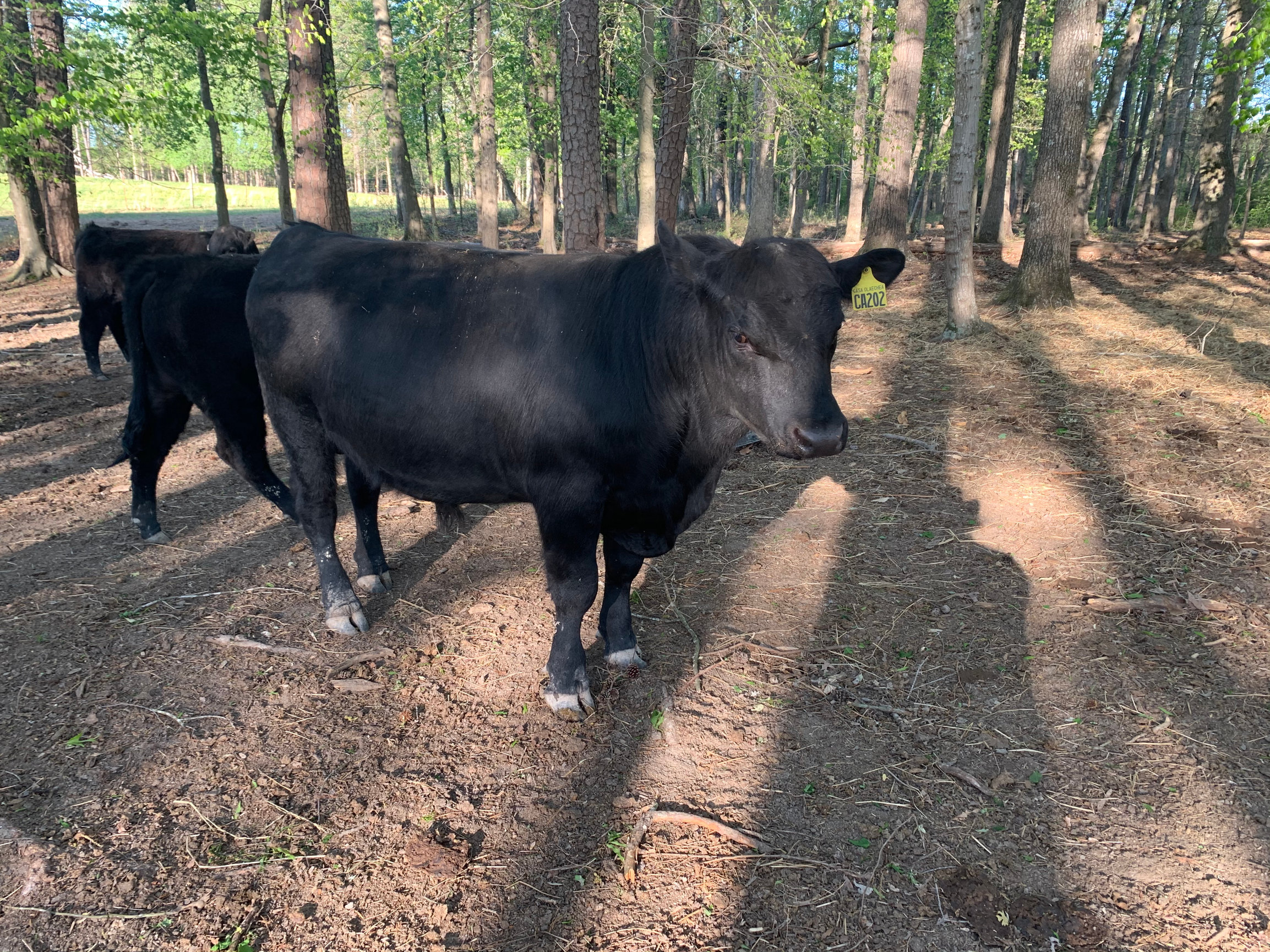 Registered Angus Bull Sr. Toro 1802 FOR SALE - Casa Olaechea Ranch